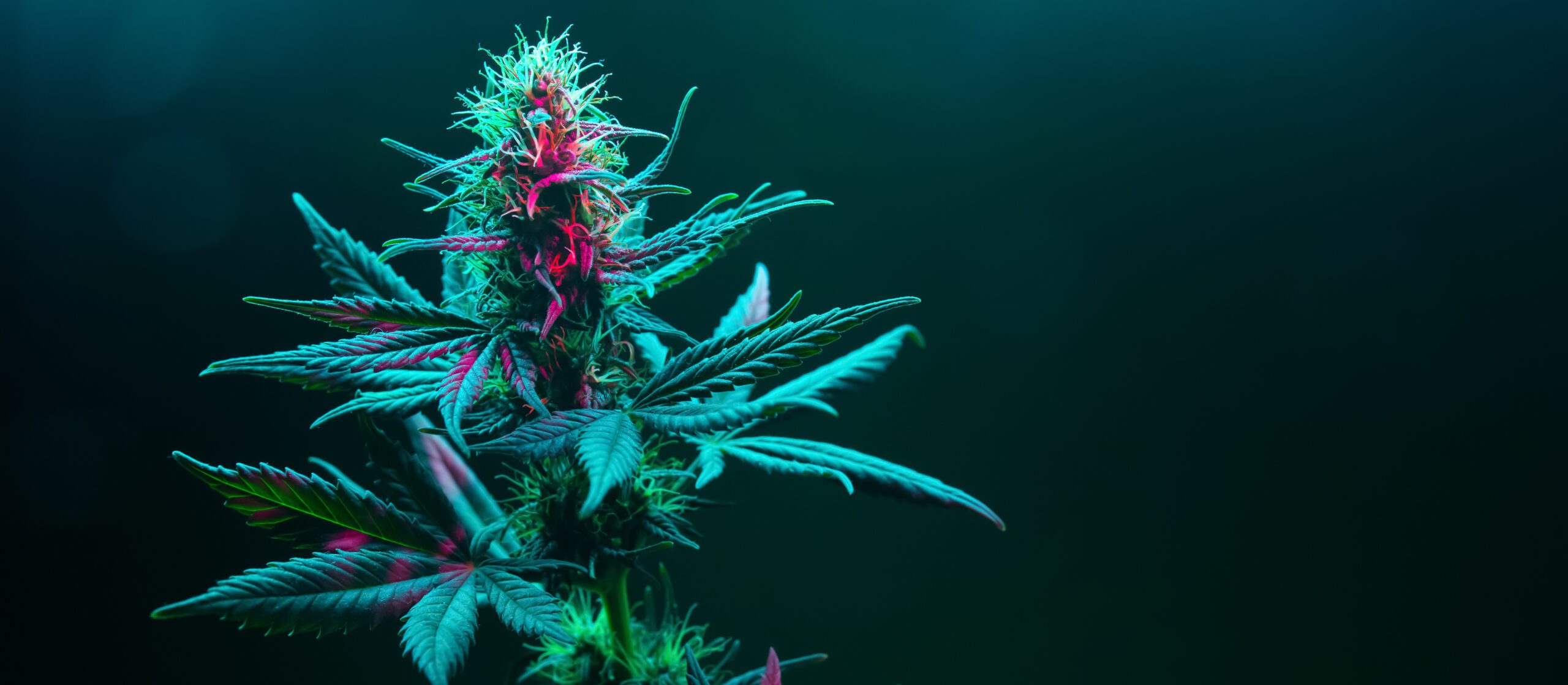 Elevation 2150' Strain Spotlight: Blue Dream • Elevation Cannabis Co. Blog